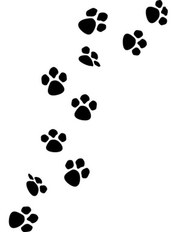 How To Make A Paw Print With The Keyboard Techwalla